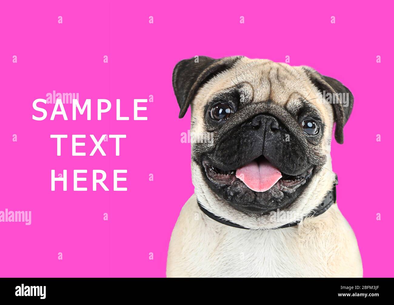 Funny, cute and playful pug dog on pink background Stock Photo - Alamy