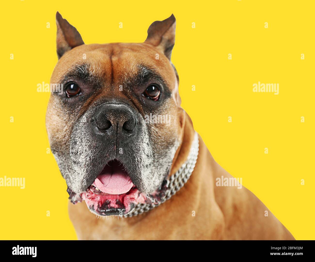 Close up happy boxer dog hi-res stock photography and images - Alamy
