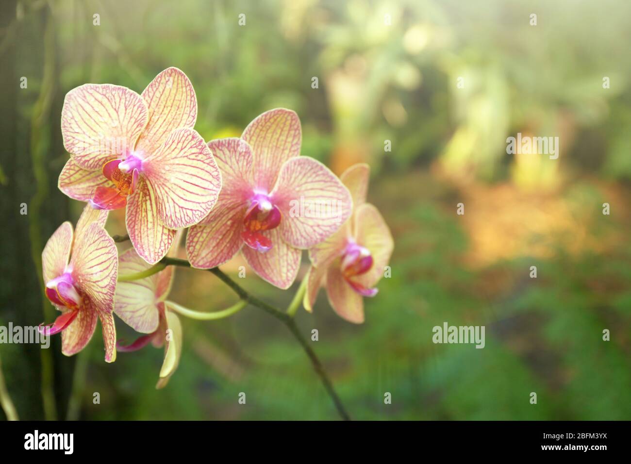 Colorful fully grown orchids in greenhouse Stock Photo - Alamy