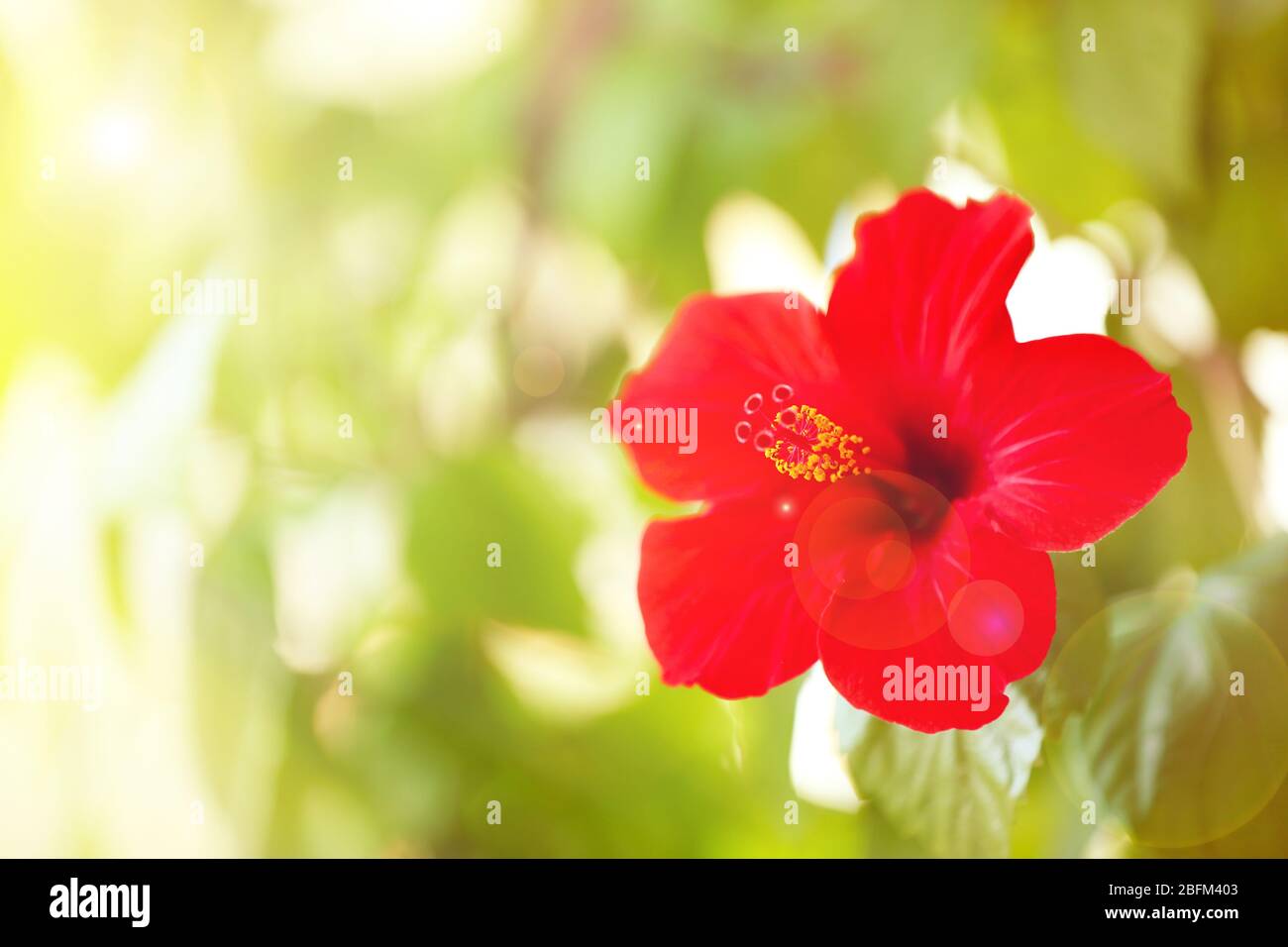 Beautiful hibiscus flower on nature background Stock Photo - Alamy
