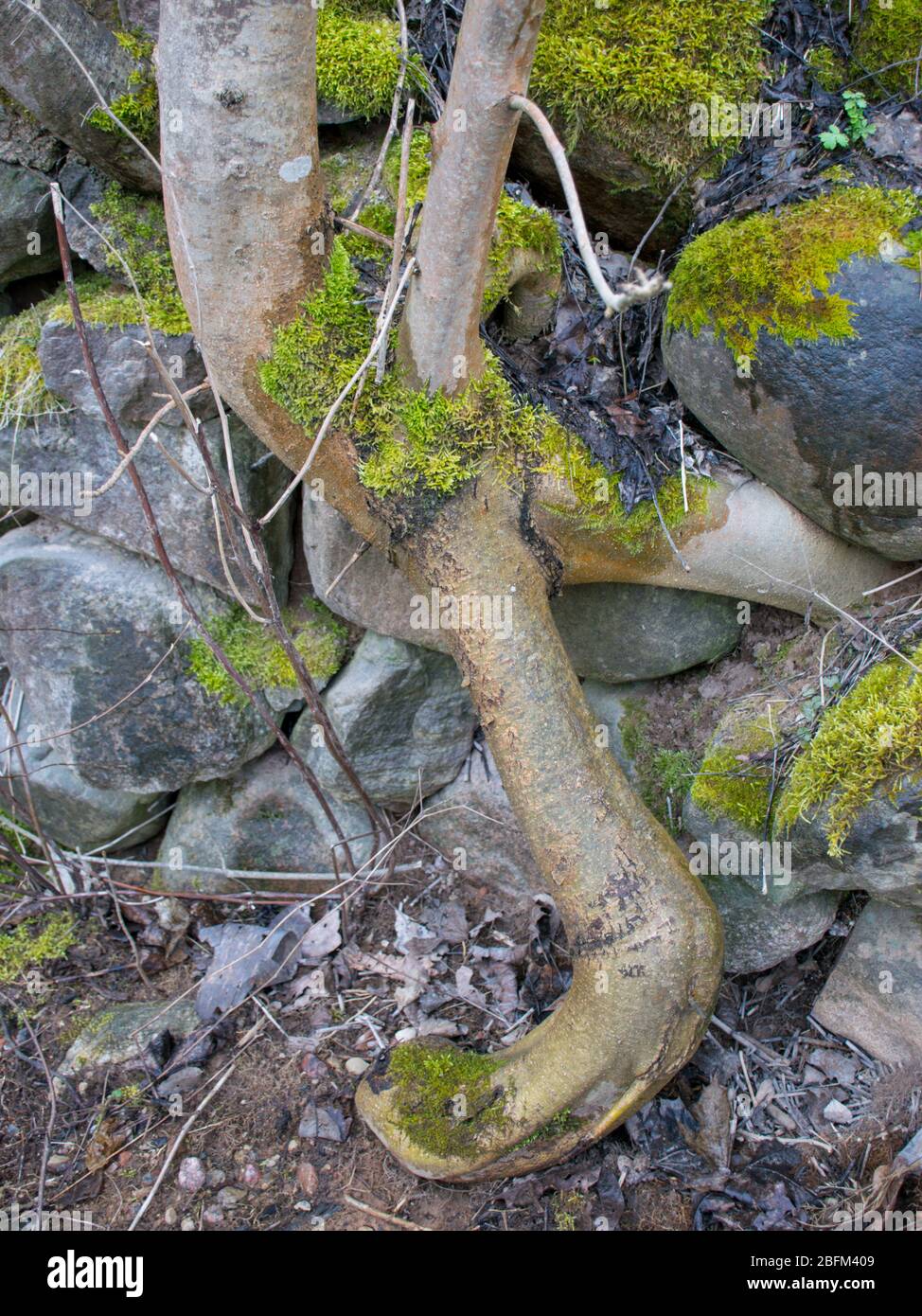 picture with an interesting tree trunk and root, gray stones overgrown ...
