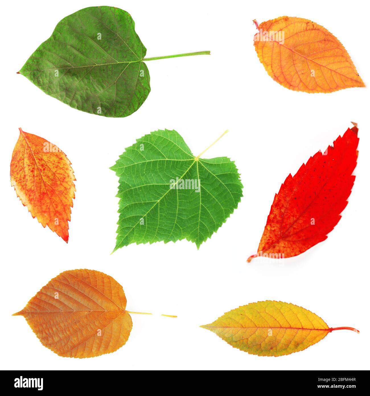 Different colorful leaves, isolated on white Stock Photo - Alamy