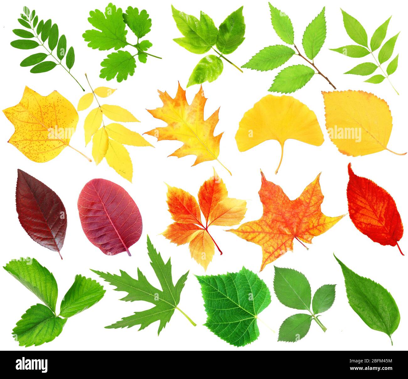 Different colorful leaves, isolated on white Stock Photo - Alamy