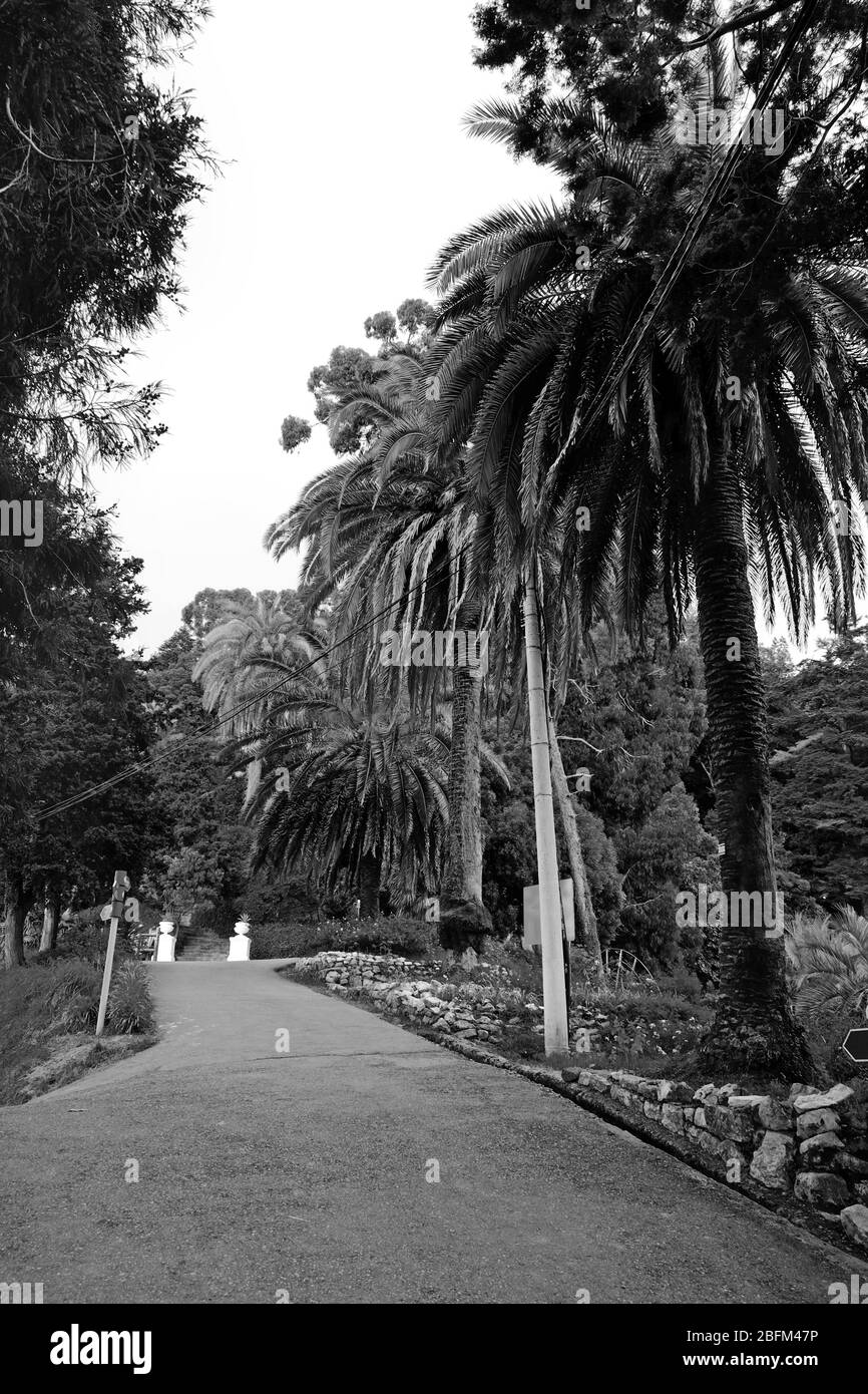 Palm trees on grass Black and White Stock Photos & Images - Alamy