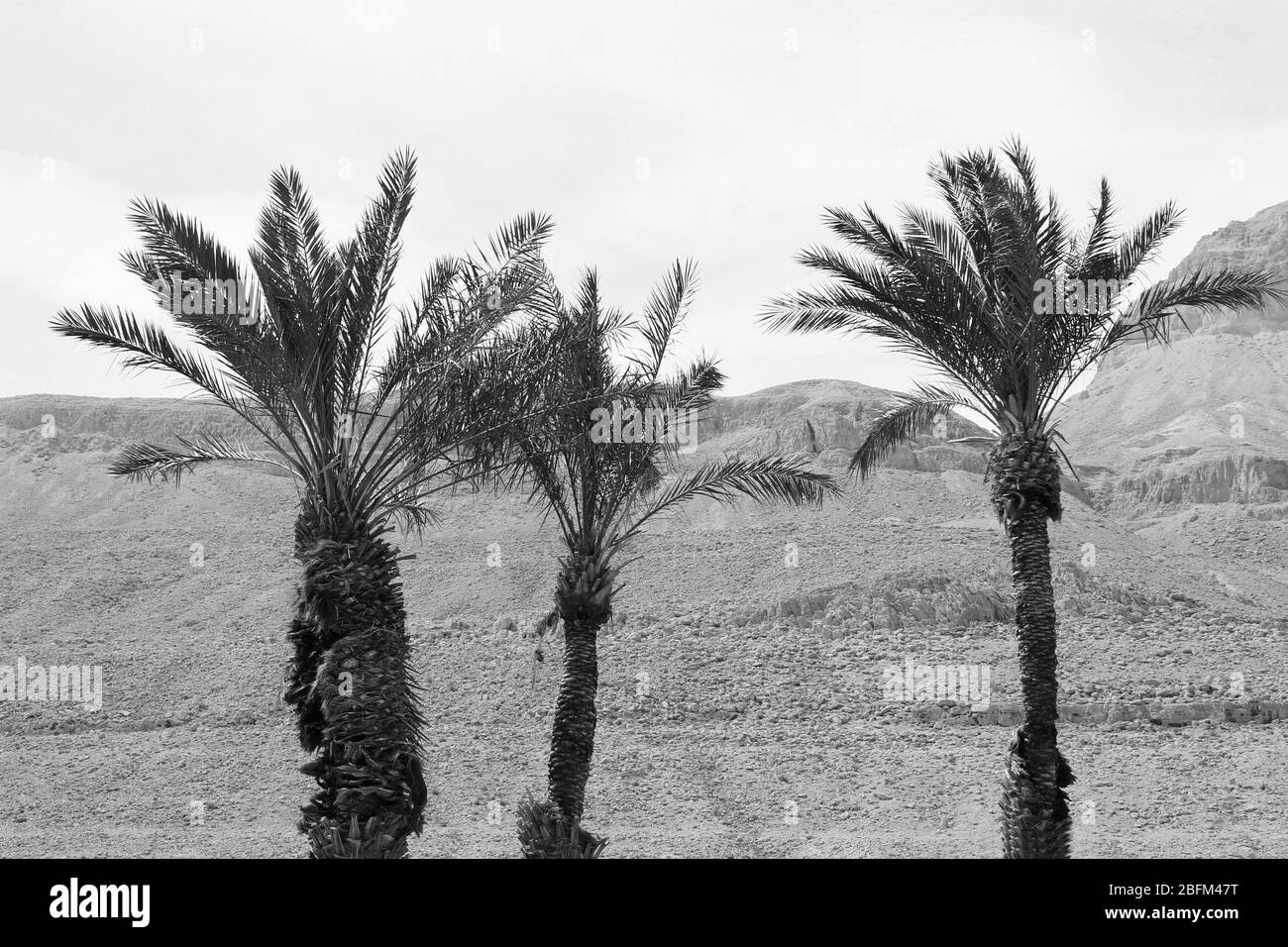 Israel jordan desert palm trees hi-res stock photography and images - Alamy