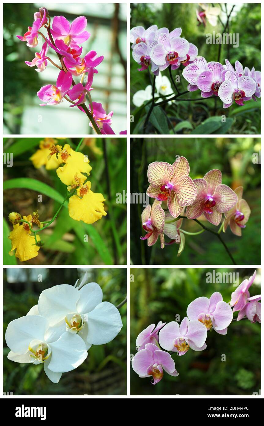 Orchid Flowers Collages