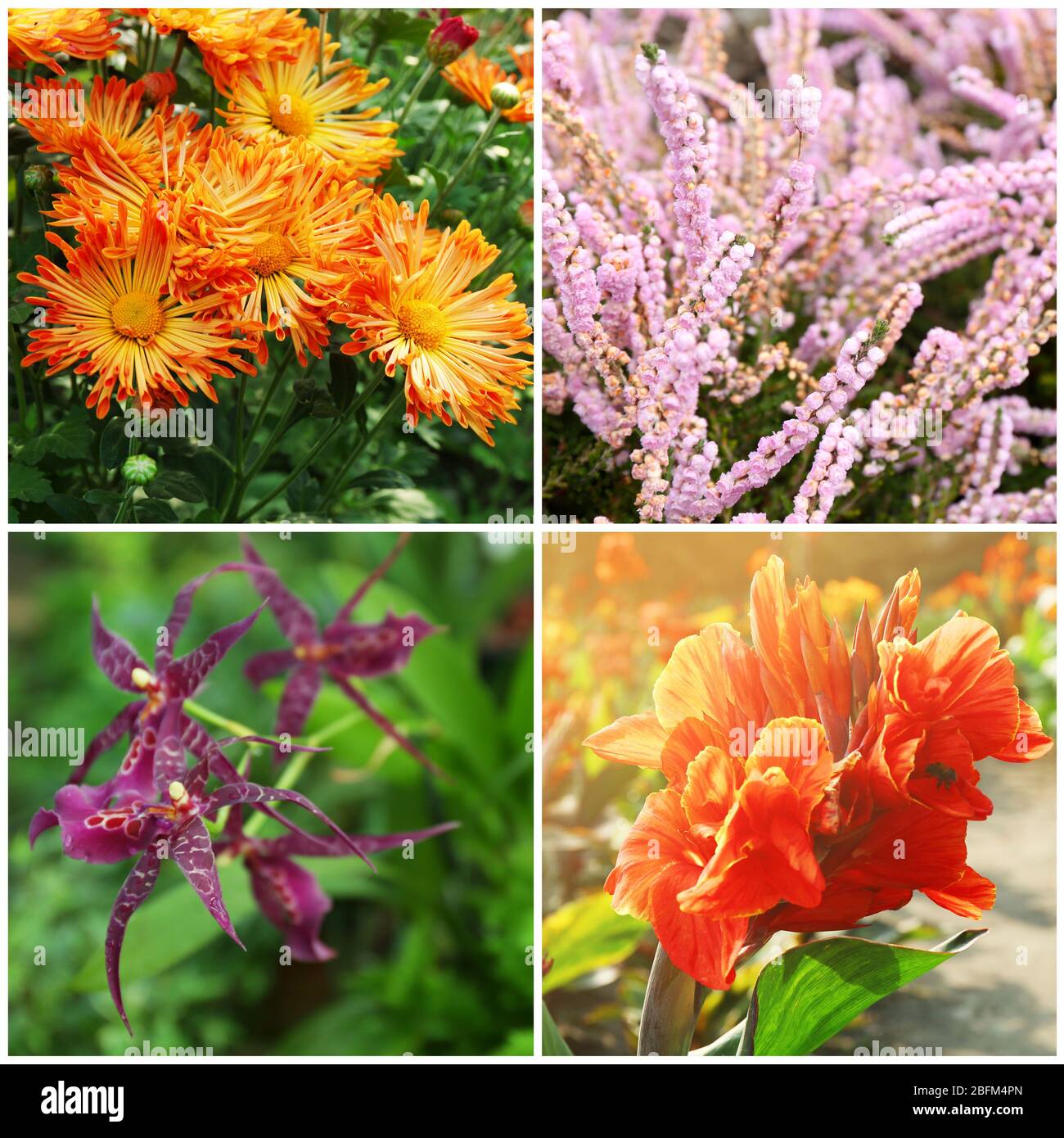 Collage with beautiful flowers in the garden Stock Photo - Alamy