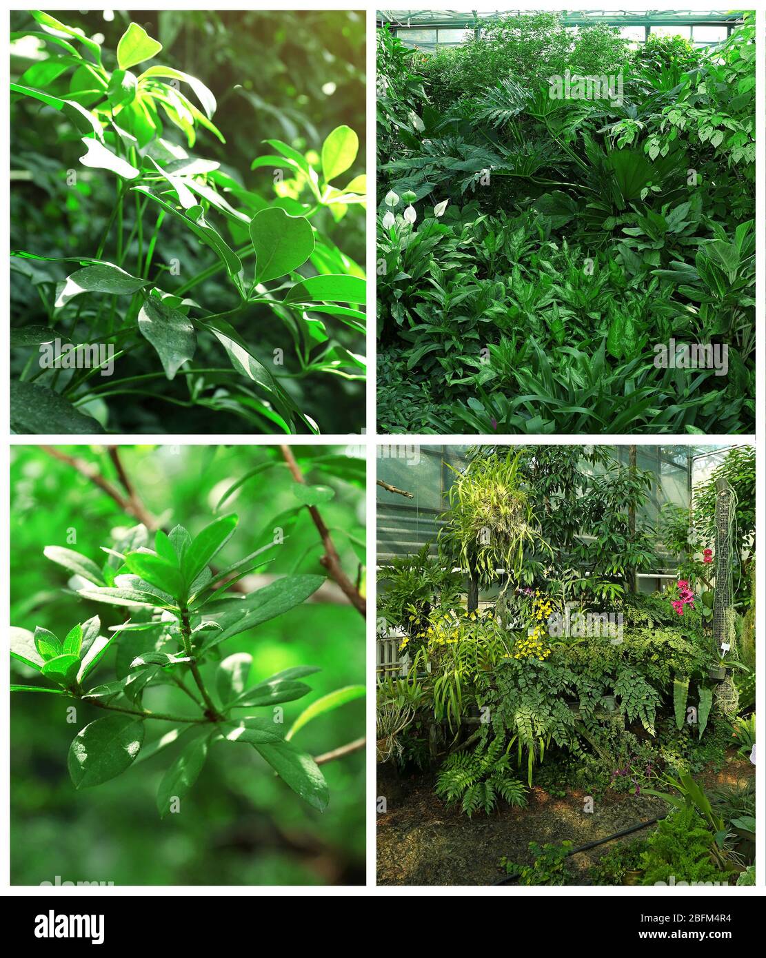 Collage with tropical plants in greenhouse Stock Photo - Alamy