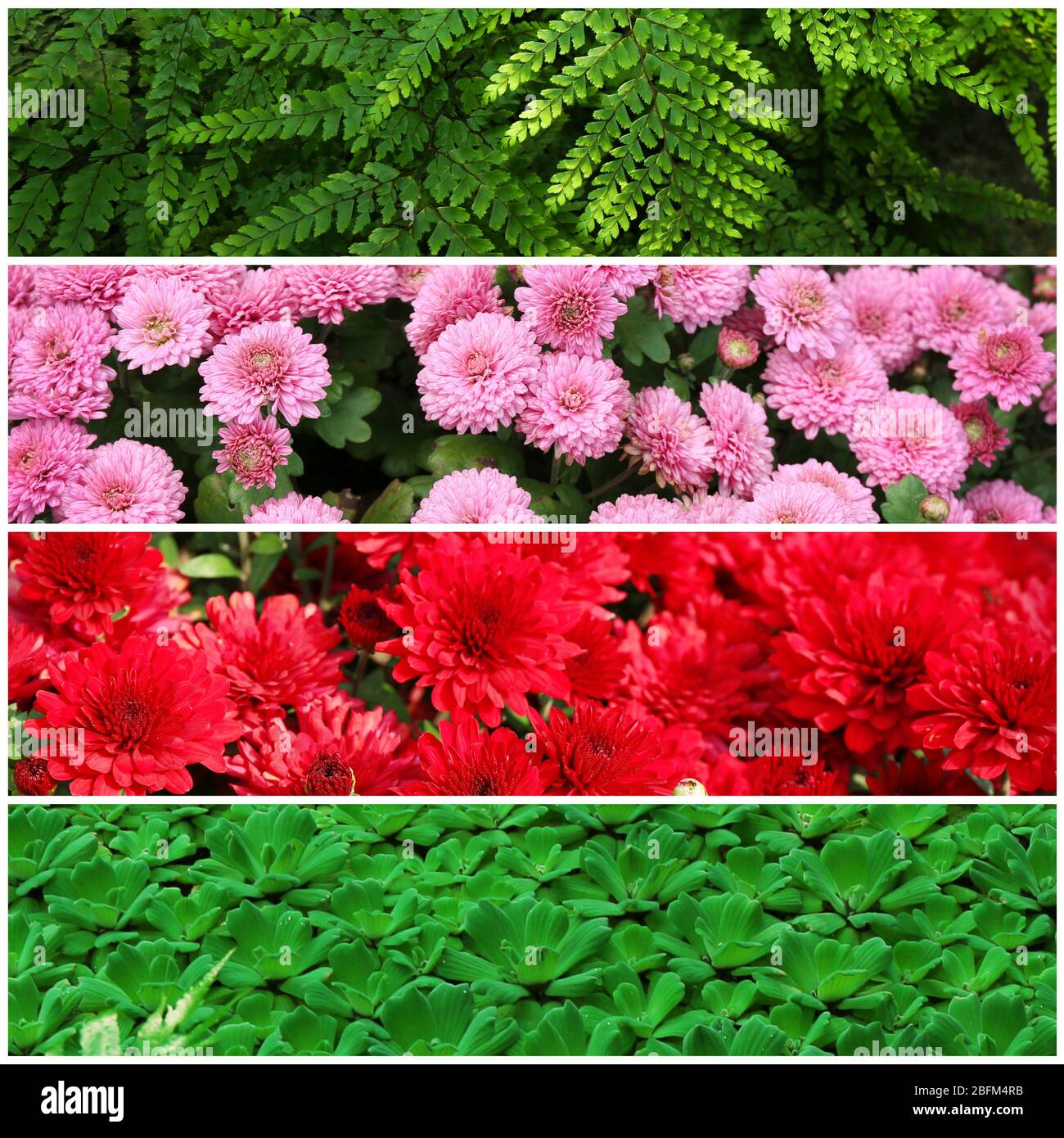 Rock garden with landscaping Cut Out Stock Images & Pictures - Alamy