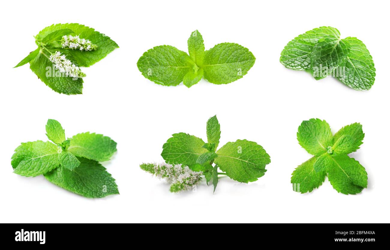 Collage with set of fresh mint, isolated on white Stock Photo - Alamy