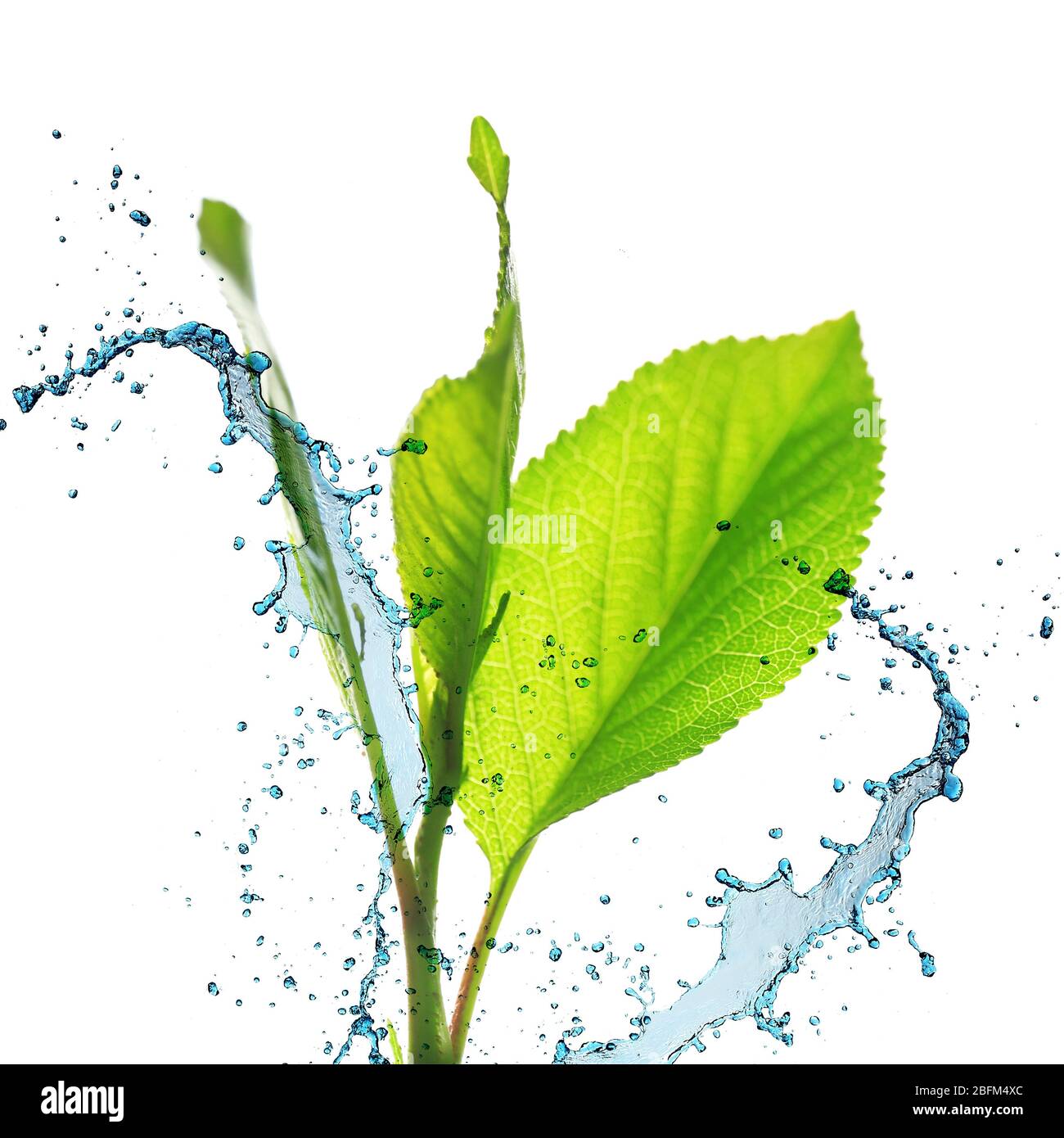 Branch with fresh green leaves and water splash, isolated on white ...