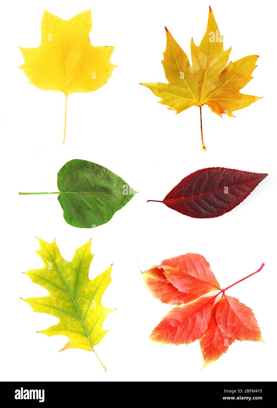 Different colorful leaves, isolated on white Stock Photo - Alamy