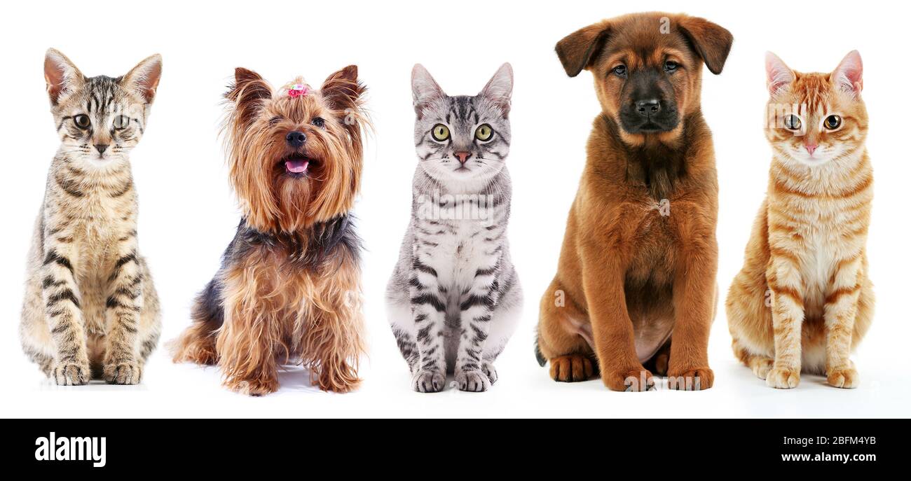 Cute baby kind dog Cut Out Stock Images & Pictures - Alamy