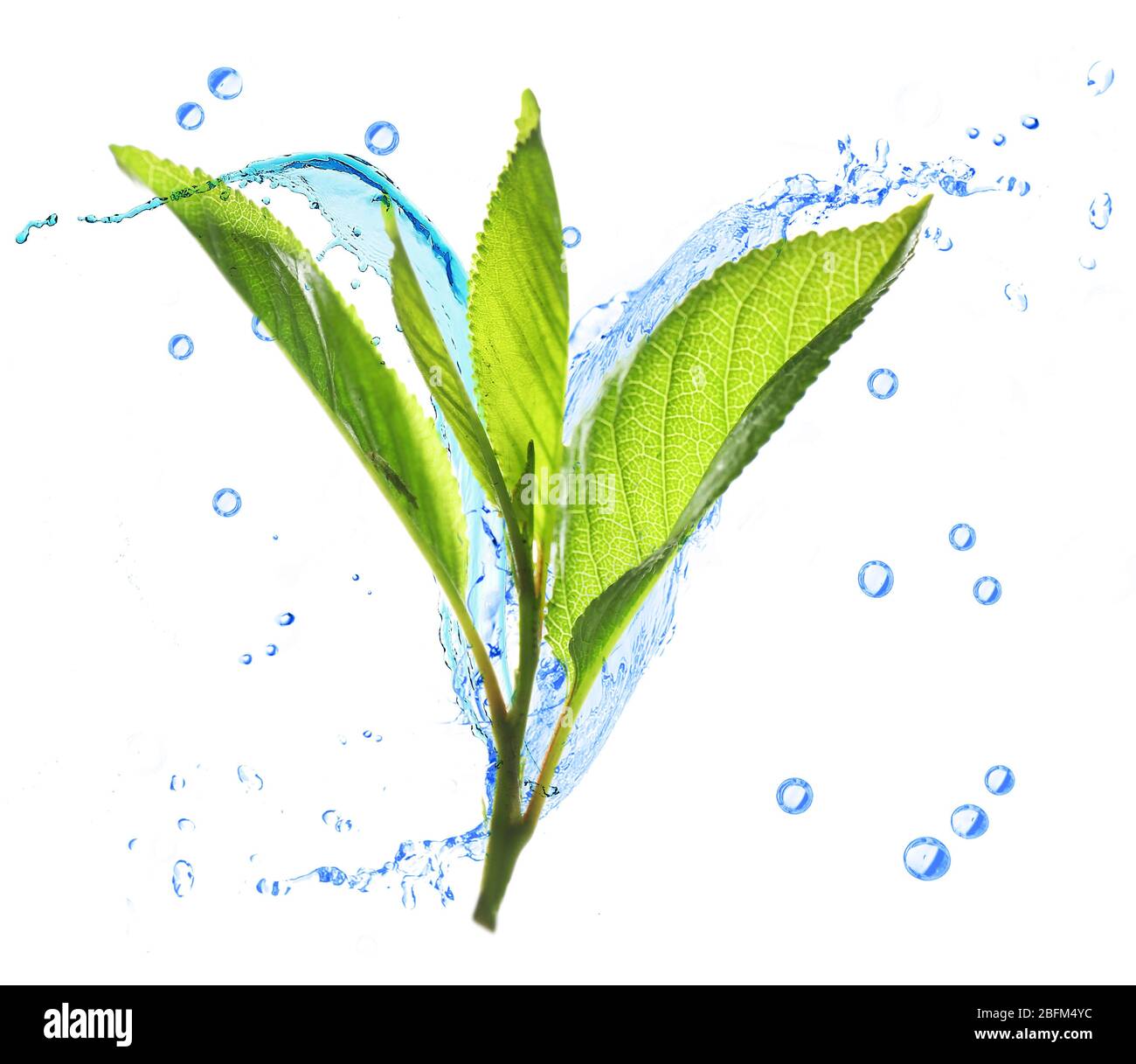 Branch with fresh green leaves and water splash, isolated on white ...