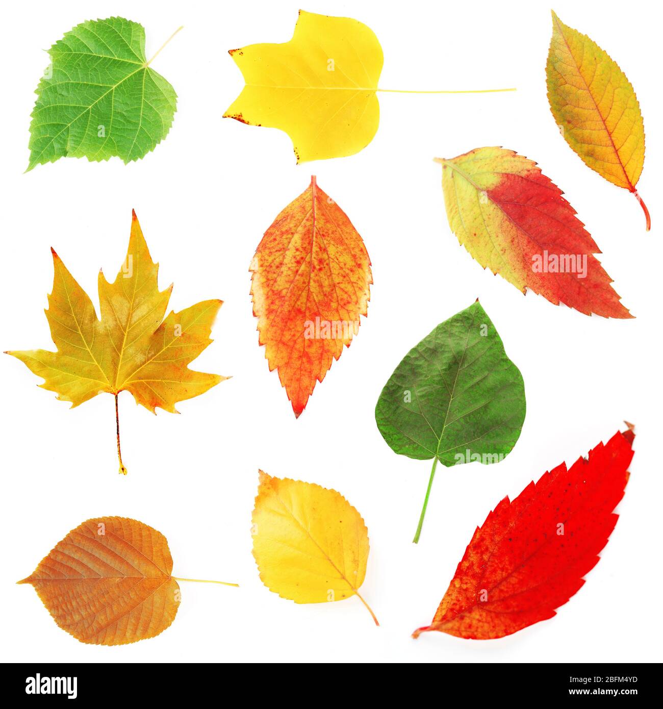 Different colorful leaves, isolated on white Stock Photo - Alamy