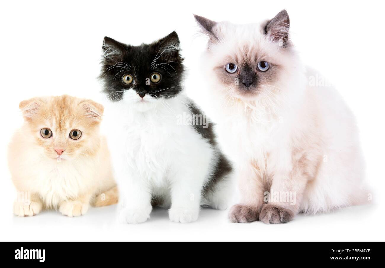 Three cute cats, isolated on white Stock Photo - Alamy