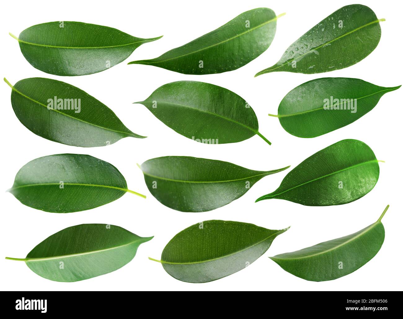 Collage of beautiful green leaves isolated on white Stock Photo - Alamy