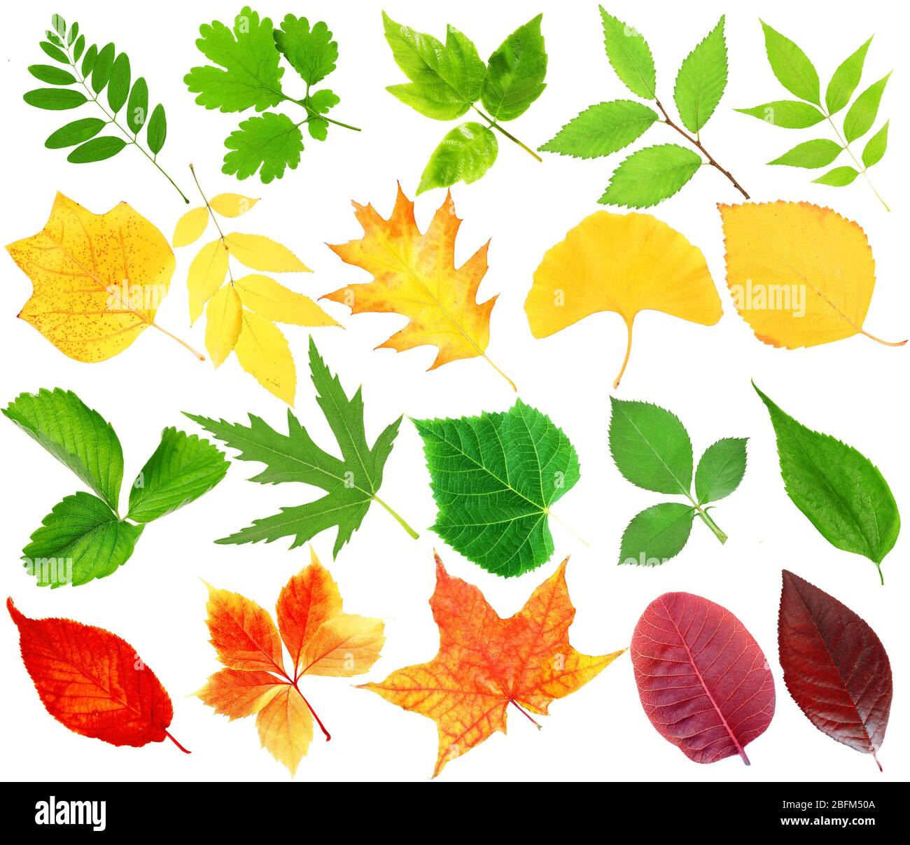 Different colorful leaves, isolated on white Stock Photo - Alamy