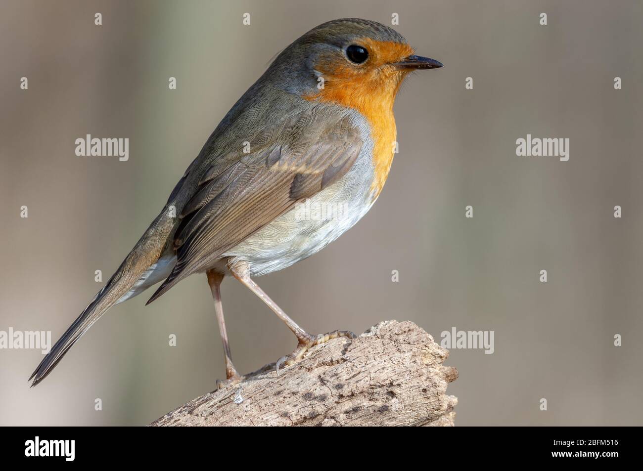 Robin in winter hi-res stock photography and images - Alamy