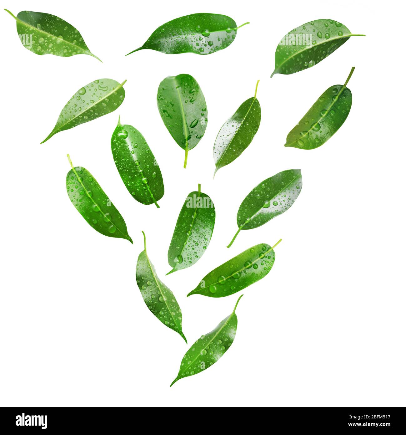 Collage of beautiful green leaves isolated on white Stock Photo - Alamy