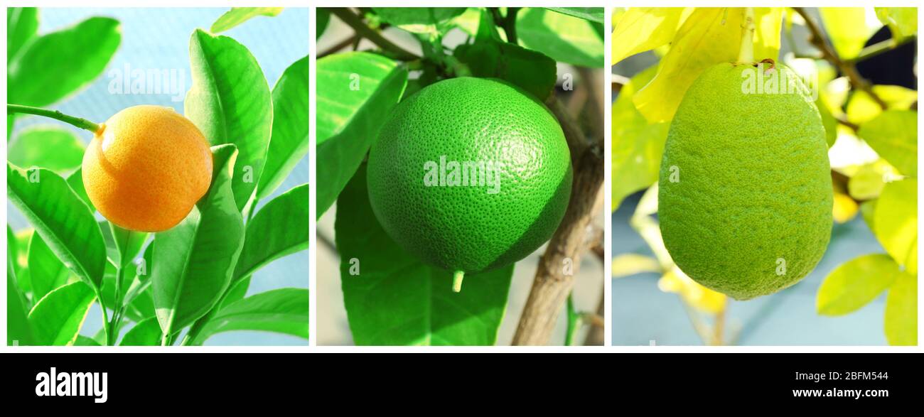 Collage with citrus tree in the greenhouse Stock Photo - Alamy