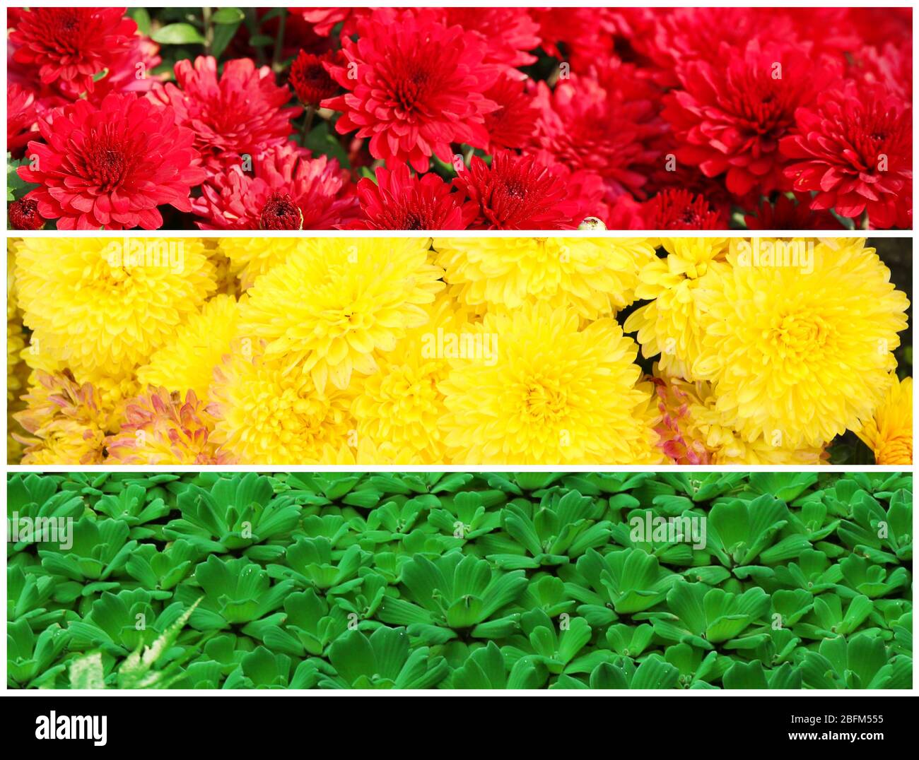 Beautiful forest walk tree Cut Out Stock Images & Pictures - Alamy