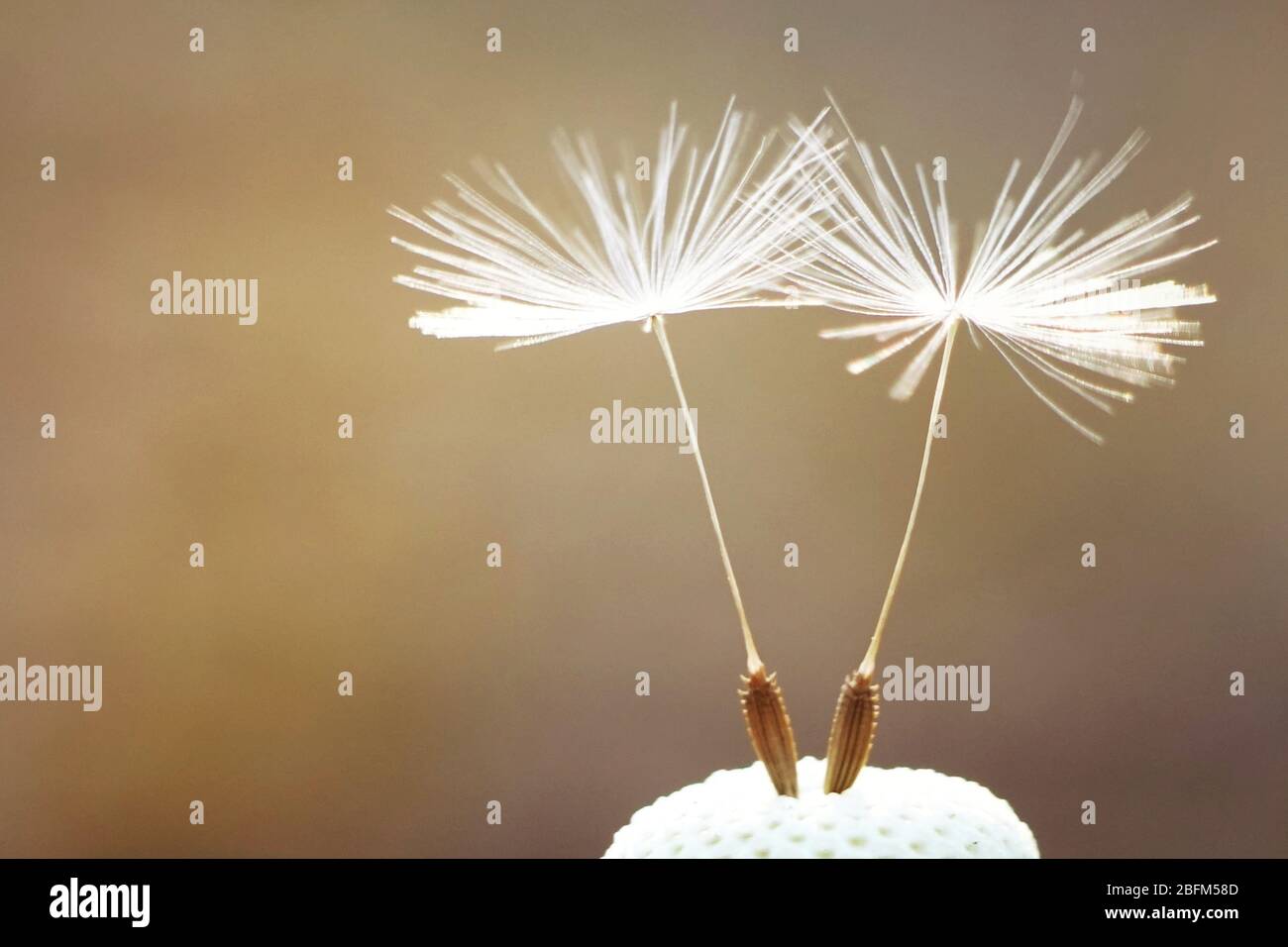 dandelion fluff - flowering dandelion Stock Photo - Alamy