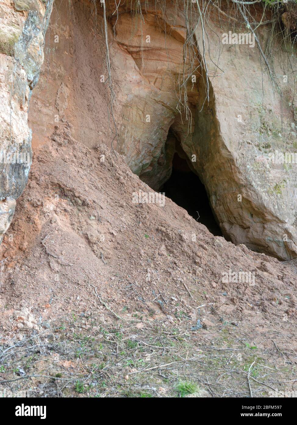 picture with a sandstone wall and tree roots, a cave covered with moss ...