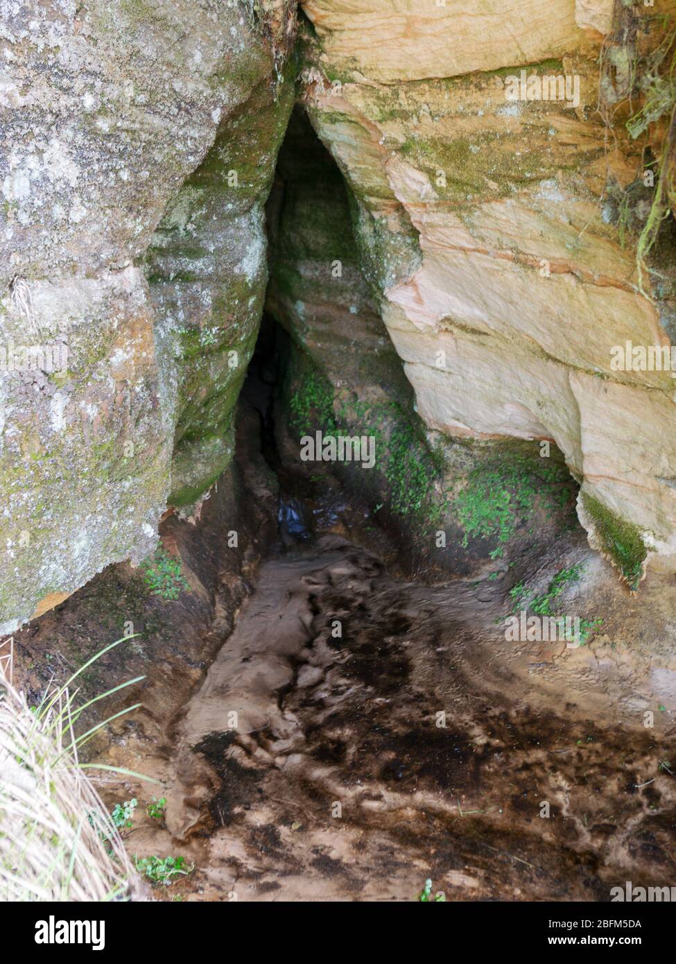picture with a sandstone wall and tree roots, a cave covered with moss ...