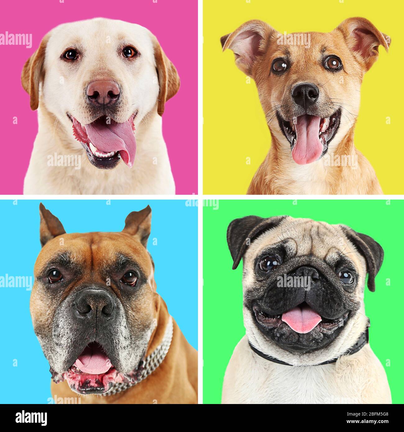 Portraits of cute dogs on colorful backgrounds Stock Photo - Alamy