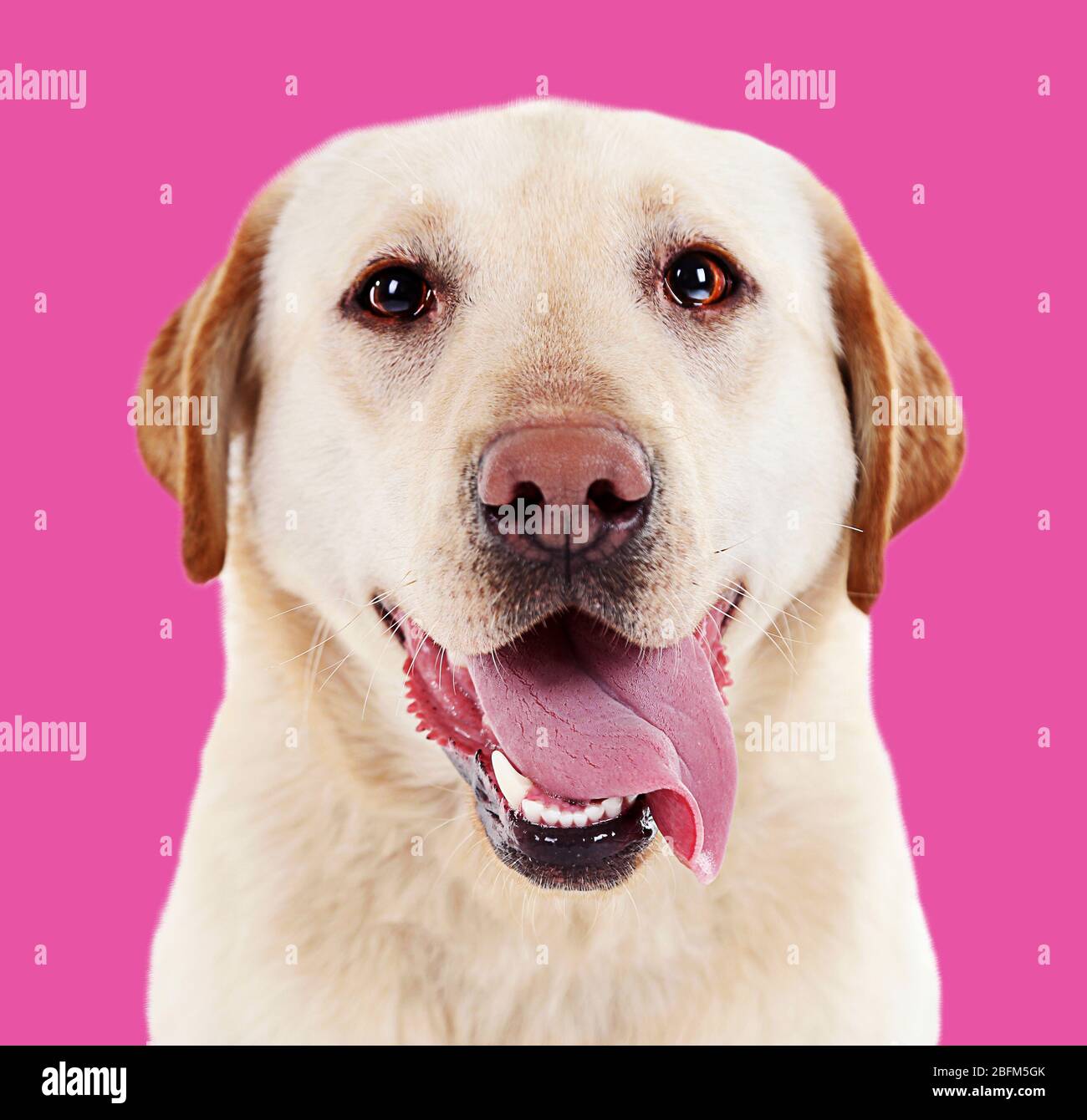 Cute labrador on pink background Stock Photo - Alamy