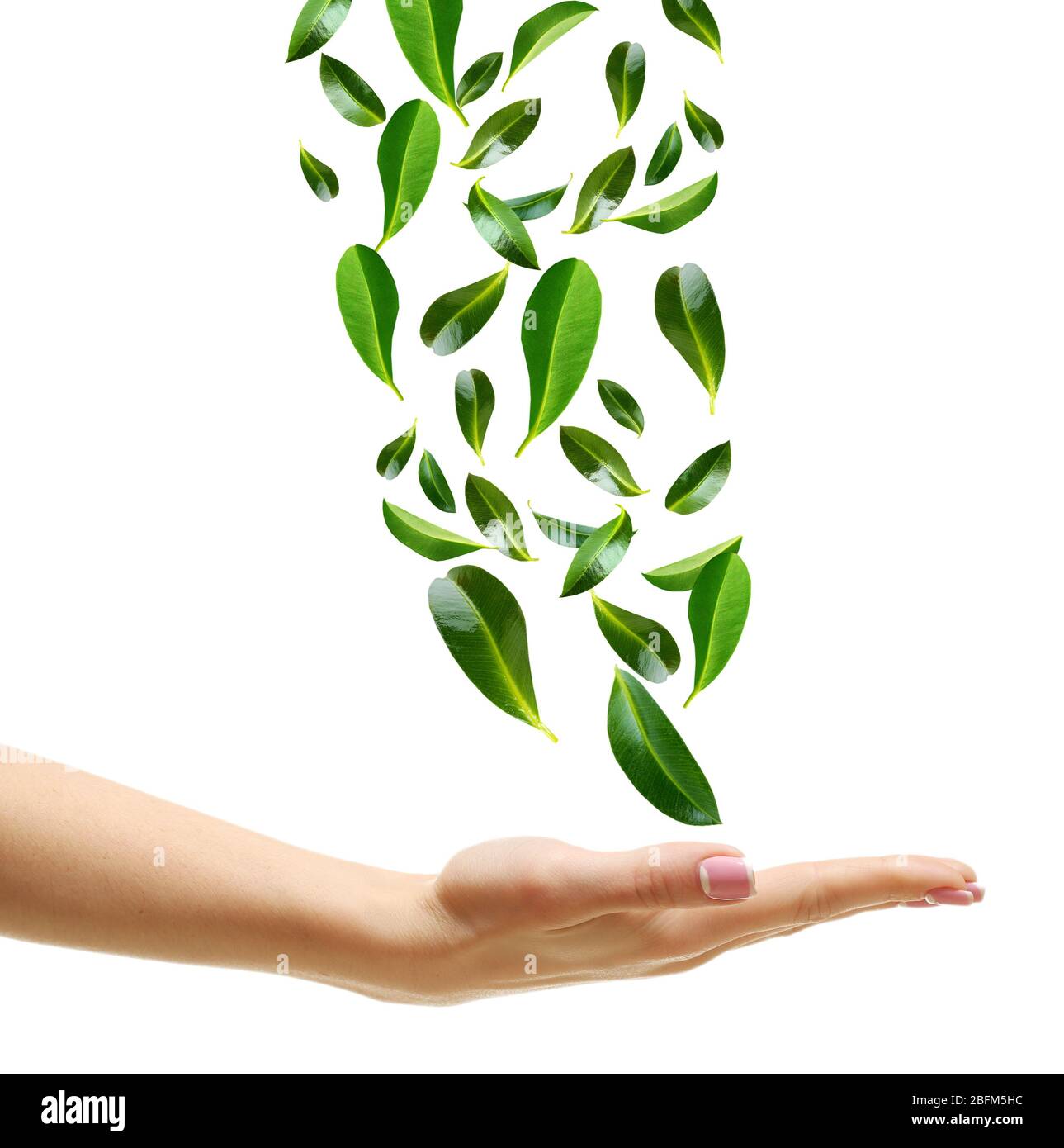 Green leaves falling into woman hand, isolated on white Stock Photo - Alamy