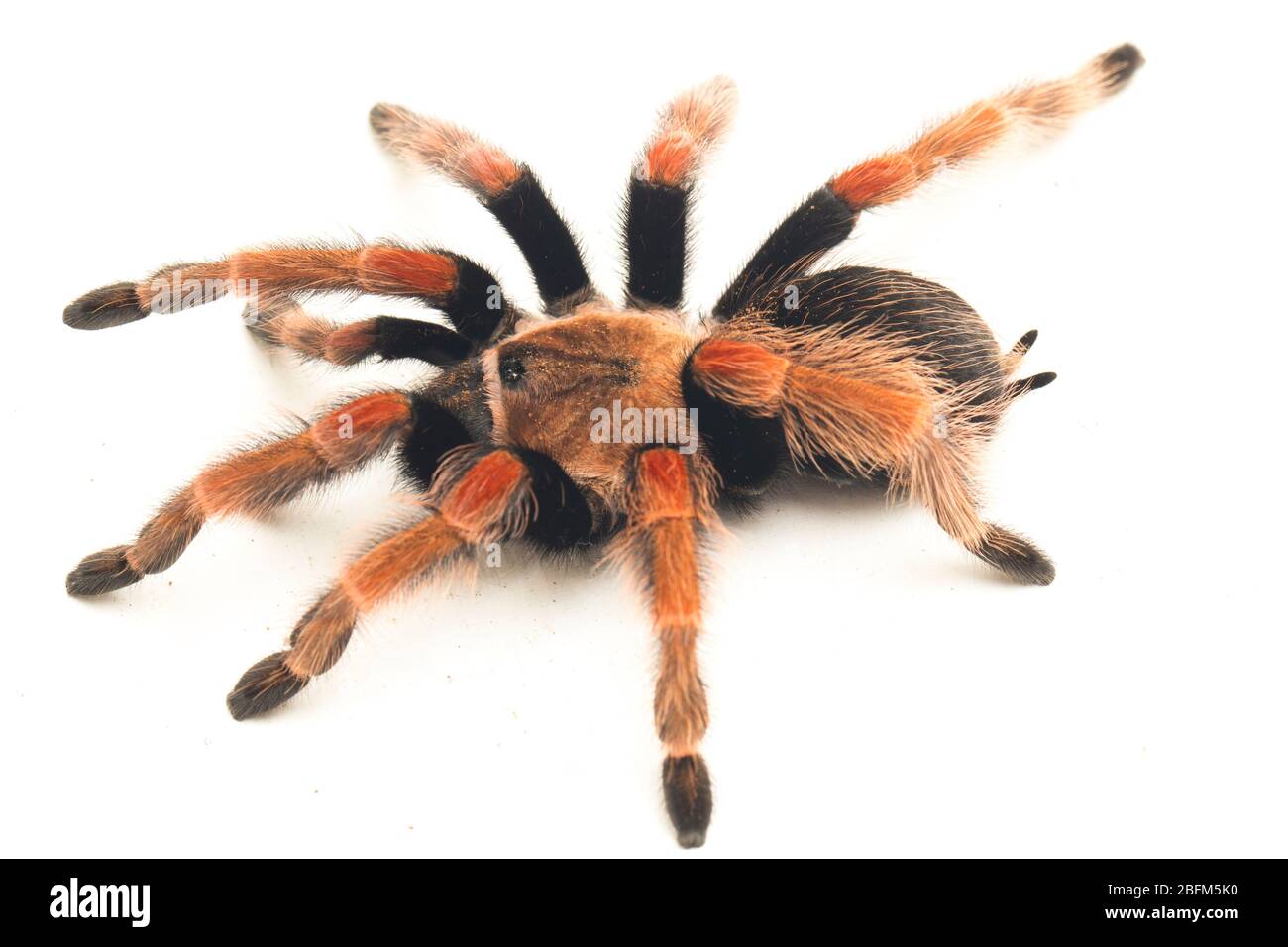 Mexican Fireleg Tarantula (Brachypelma boehmei) isolated on white ...