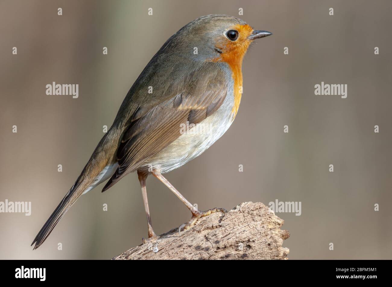 Robin redbreast of europe hi-res stock photography and images - Alamy