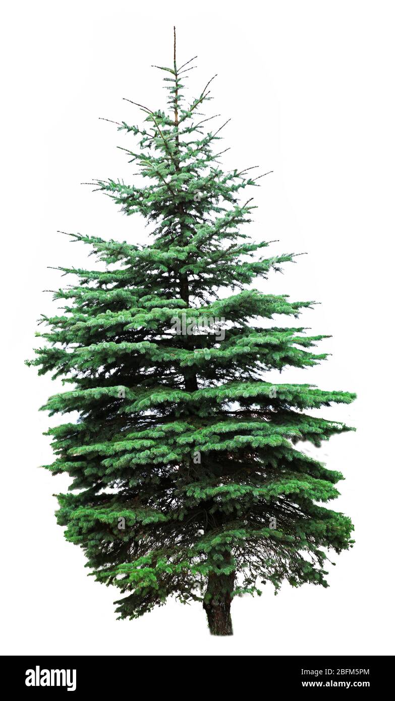 Fir-tree, isolated on white Stock Photo - Alamy