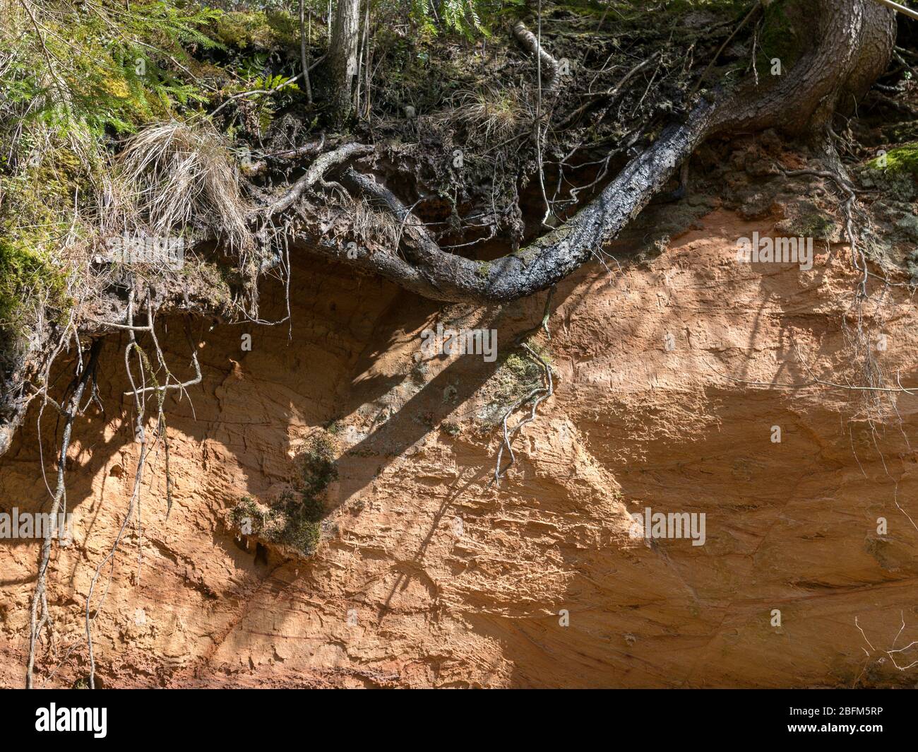 picture with a sandstone wall and tree roots, a cave covered with moss ...