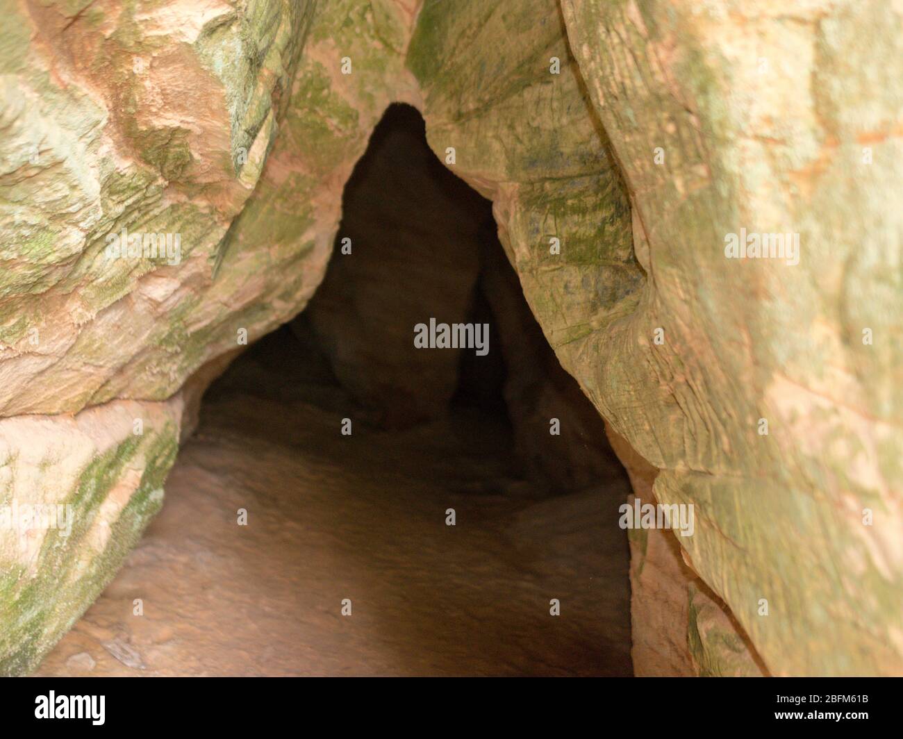 picture with a sandstone wall and tree roots, a cave covered with moss ...