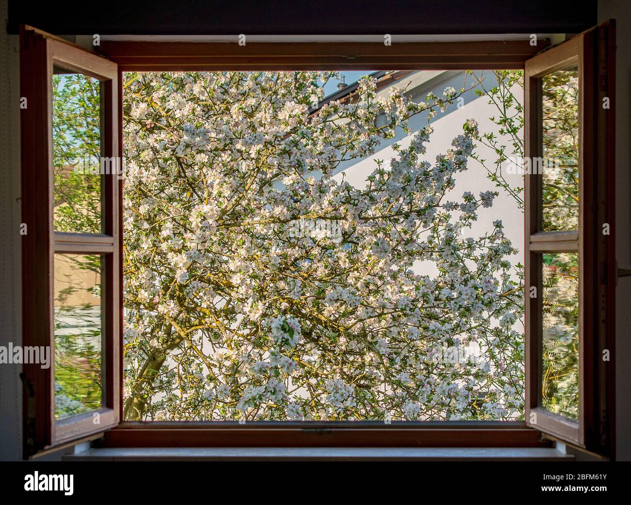 View thorugh a window of an apple tree blooming under blue sky Stock ...