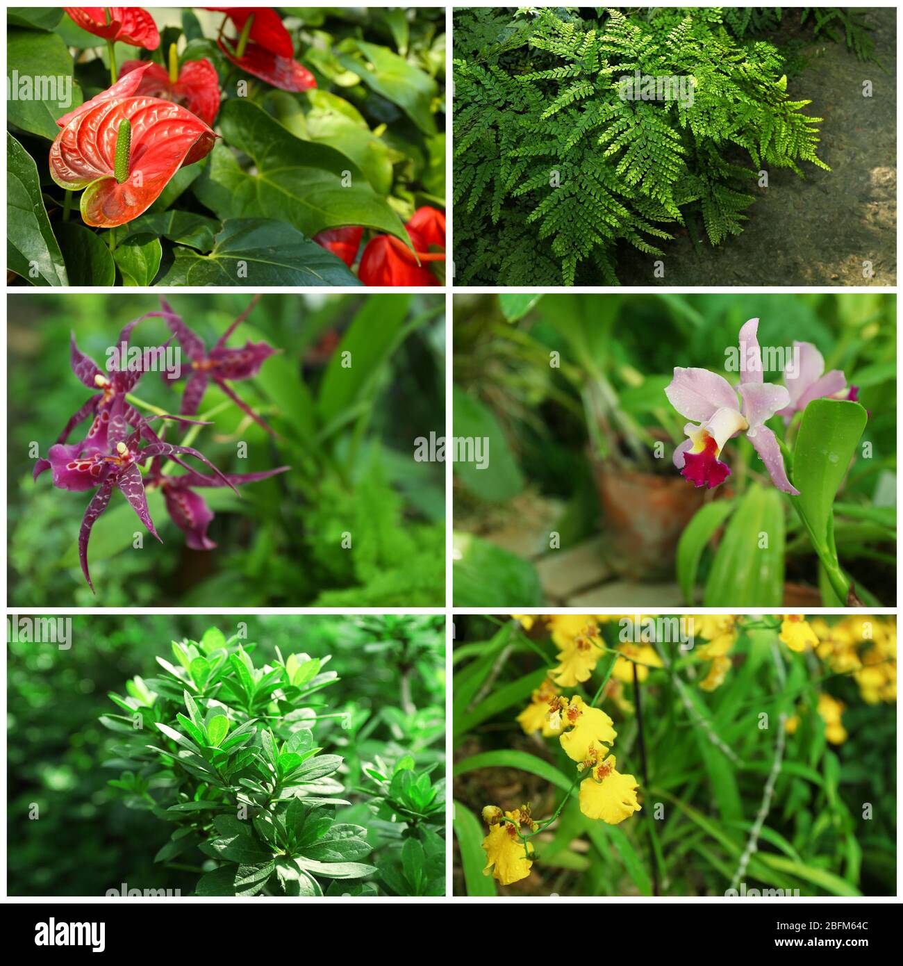 Collage with beautiful flowers and plants in the garden Stock Photo - Alamy