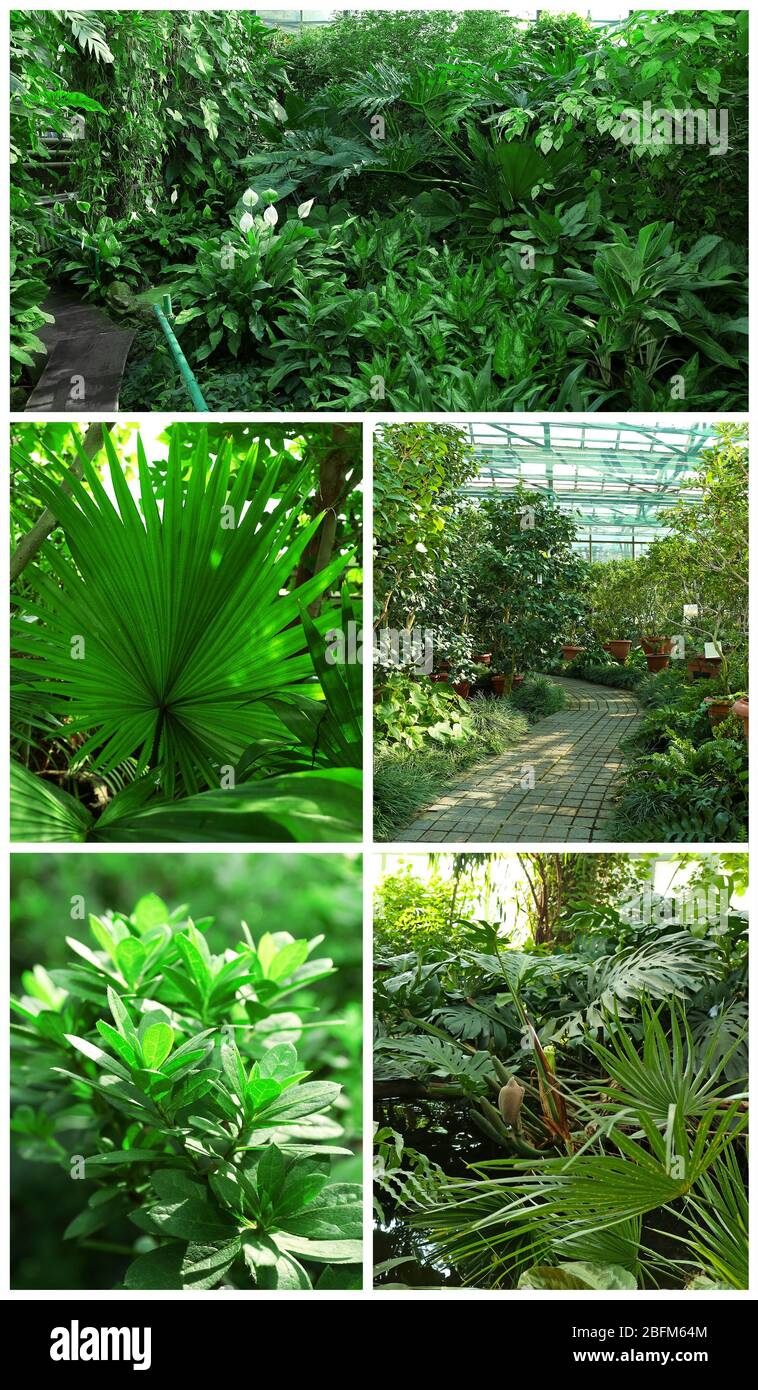 Collage with beautiful tropical plants Stock Photo - Alamy