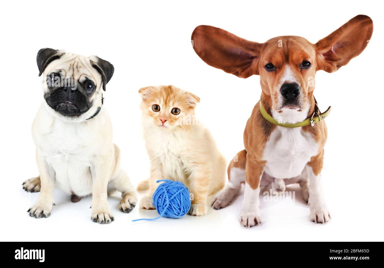 Cute cat and dogs, isolated on white Stock Photo - Alamy