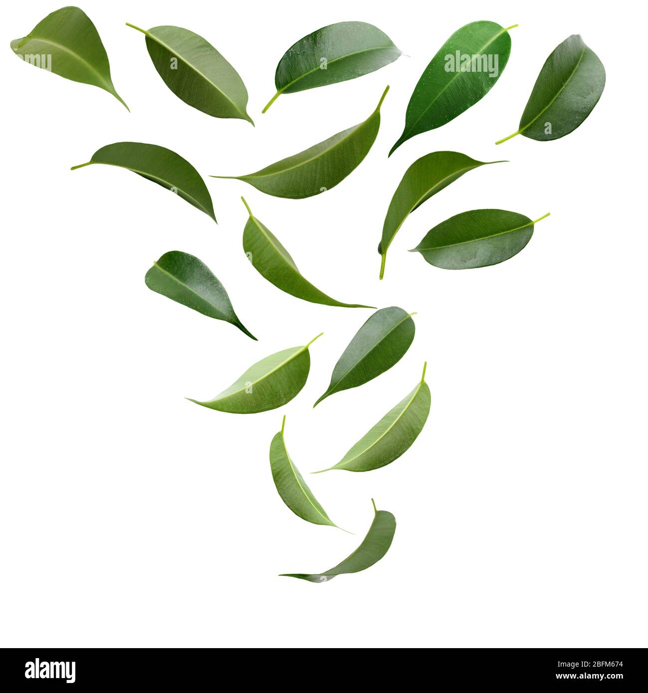 Collage of beautiful green leaves isolated on white Stock Photo - Alamy