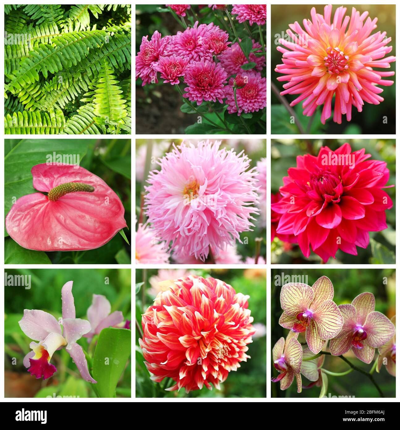 Collage with beautiful flowers in the garden Stock Photo - Alamy