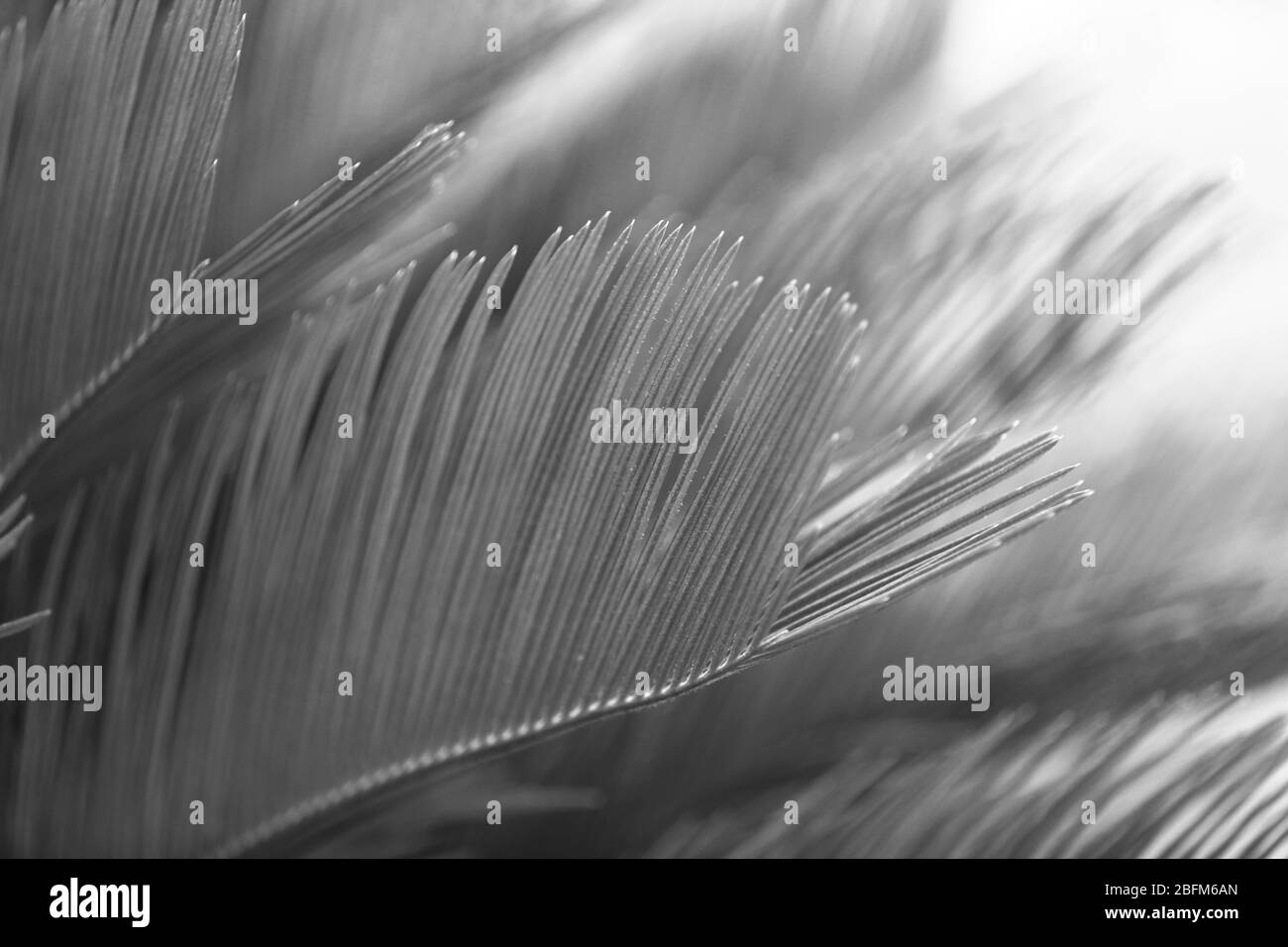 Palm tree coconut leaves Black and White Stock Photos & Images - Alamy