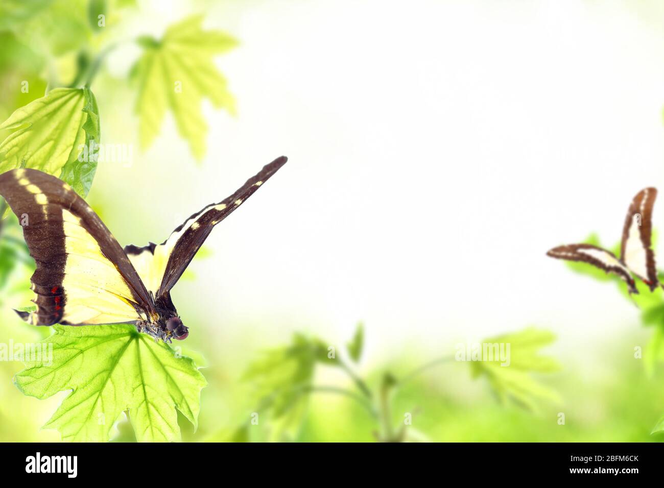 Spring or summer season abstract nature background with butterflies ...