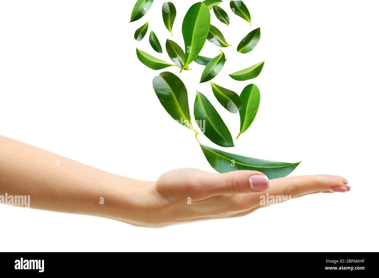 Green leaves falling into woman hand, isolated on white Stock Photo - Alamy