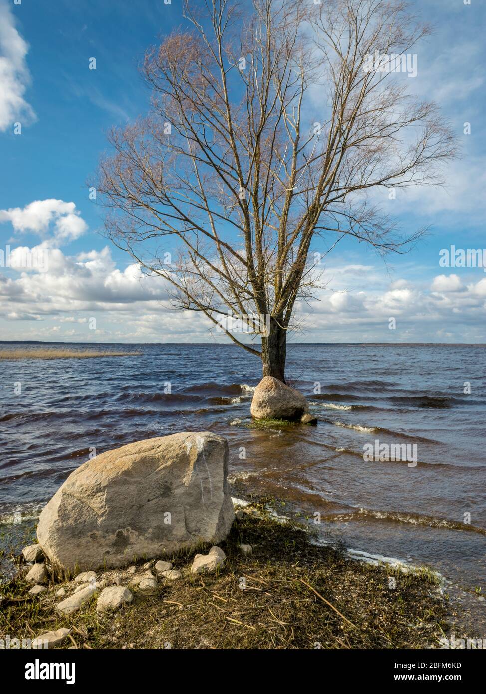 lonely tree and stones in the lake, wind and waves crash against the ...
