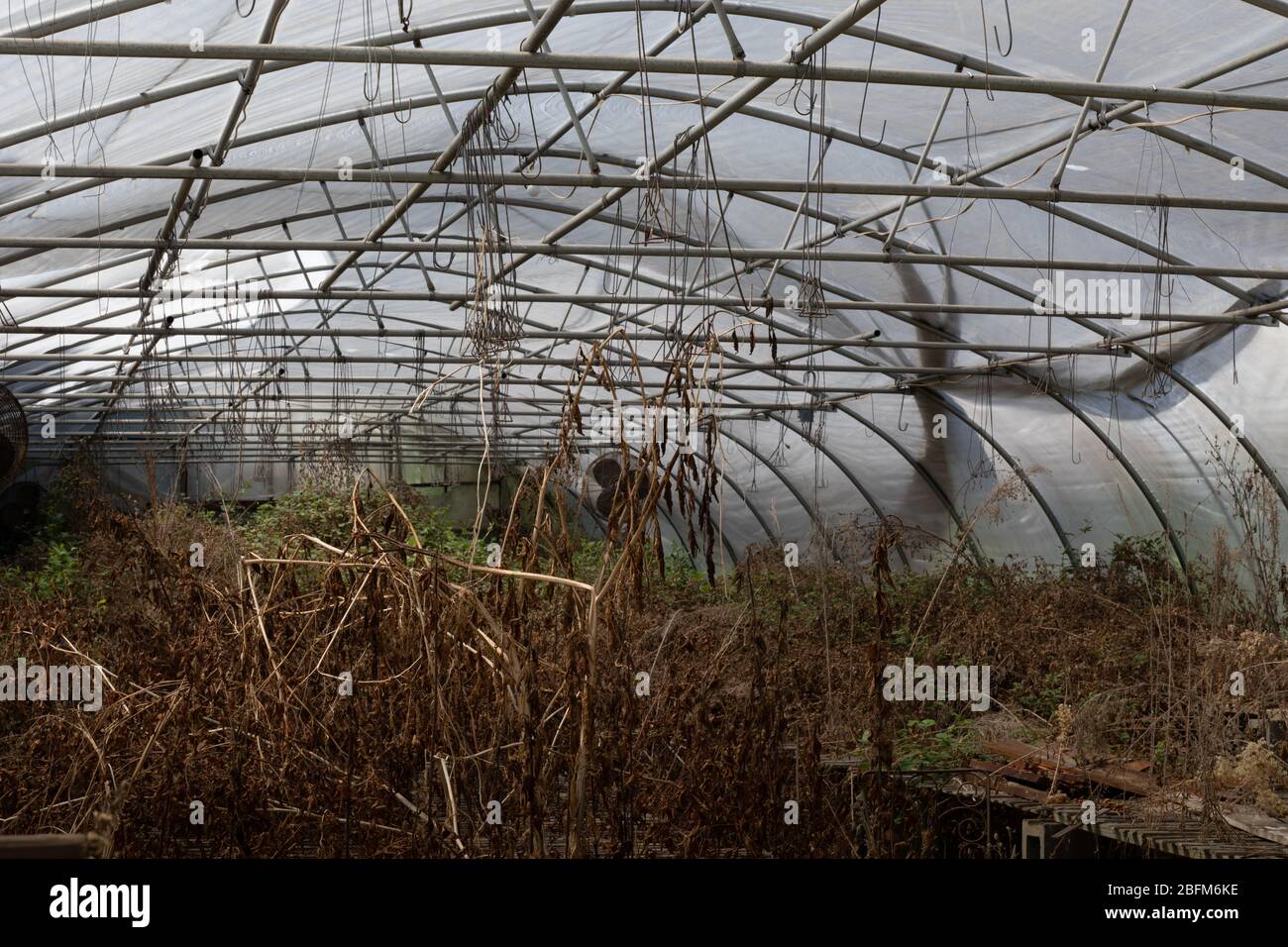 Spooky abandoned greenhouse with overgrown plants, mysterious space ...