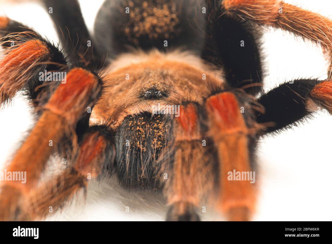 Mexican Fireleg Tarantula (Brachypelma boehmei) isolated on white ...
