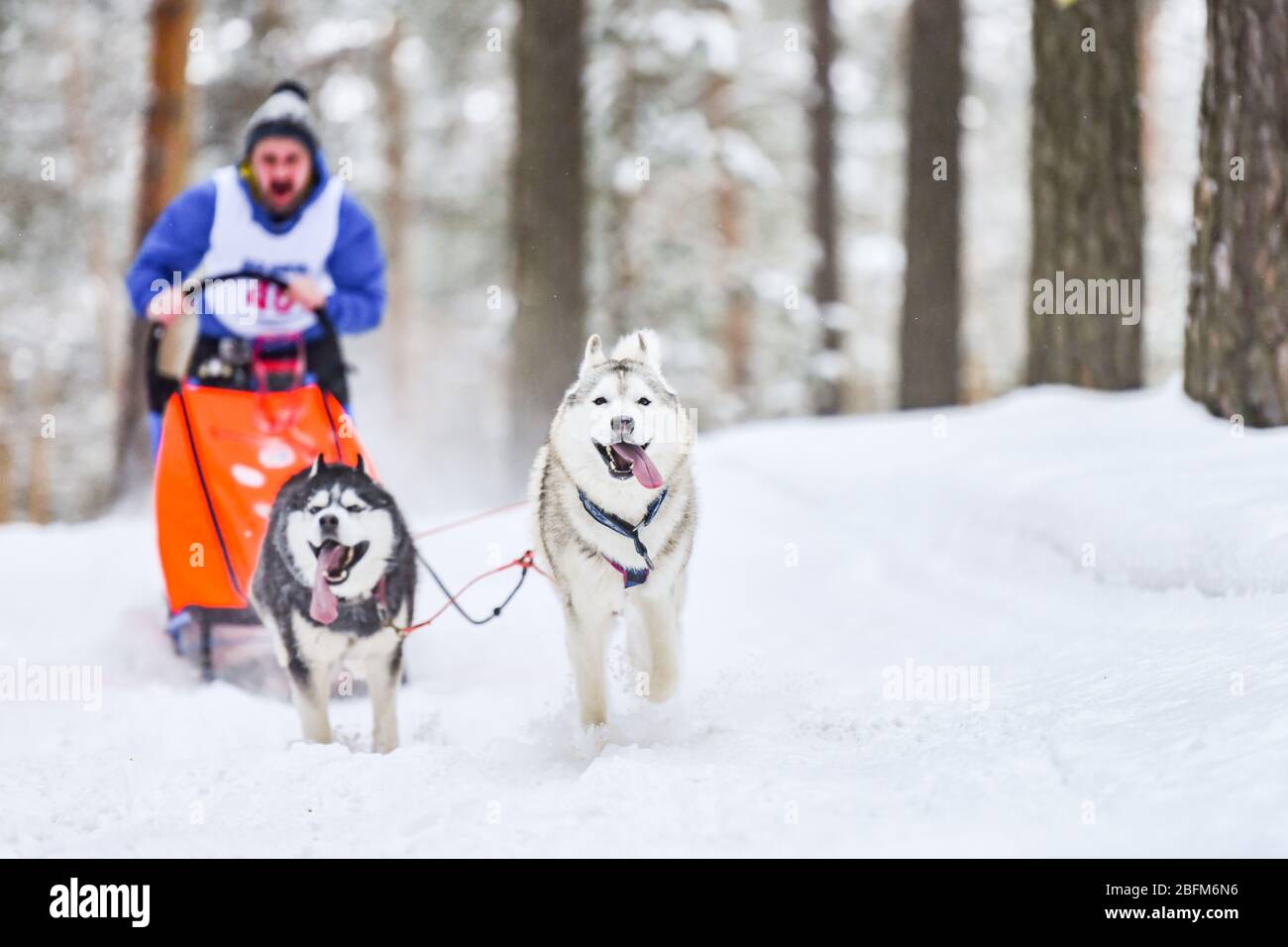Siberian husky sled dog racing. Mushing winter competition. Husky sled ...